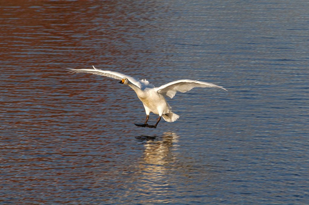 Birds | Solway Review