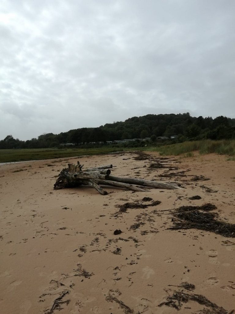 Intertidal rock, sediments and biodiversity | Solway Review