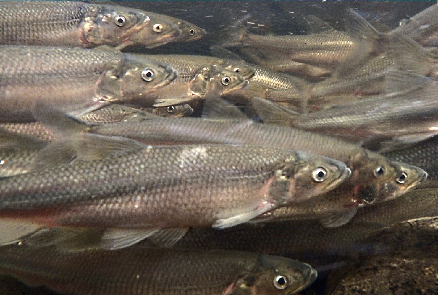 Join the Sparling Film Night in Newton Stewart - Solway Firth Partnership