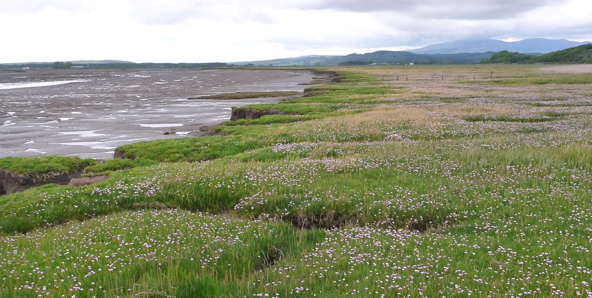 Scottish Blue Carbon Action Plan Published - Solway Firth Partnership
